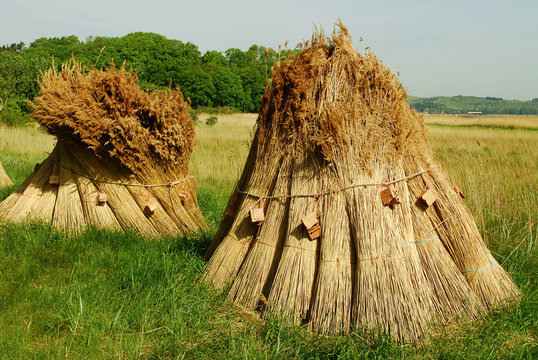 Reet Bilder – Durchsuchen 63,594 Archivfotos, Vektorgrafiken und Videos ...