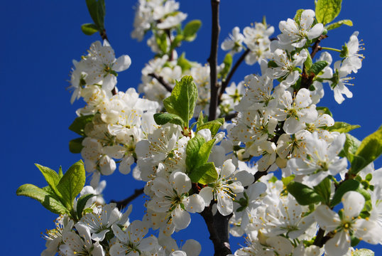 「Zwetschgenbaum」の写真素材 | 389件の無料イラスト画像 | Adobe Stock