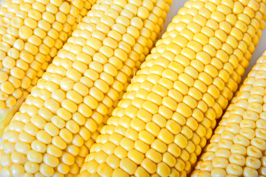 「Genmanipuliert」の画像 - 636 件の Stock 写真、ベクターおよびビデオ | Adobe Stock