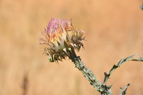 Imágenes de Disteln: descubre bancos de fotos, ilustraciones, vectores ...