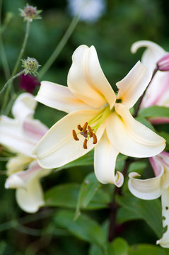 Lilja Images – Browse 38 Stock Photos, Vectors, and Video | Adobe Stock