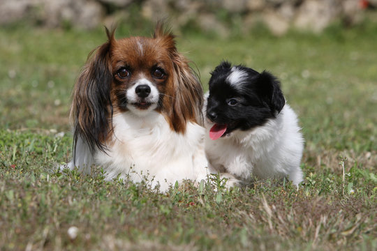 Choit Images – Browse 6 Stock Photos, Vectors, and Video | Adobe Stock