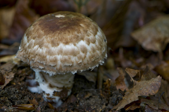 Agaricus Silvaticus