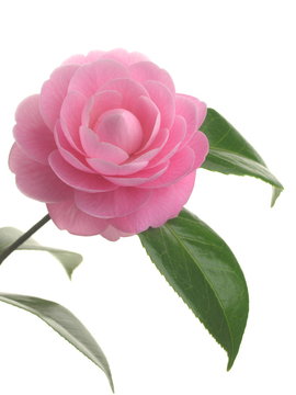 Camellia Images – Browse 41,478 Stock Photos, Vectors, and Video ...