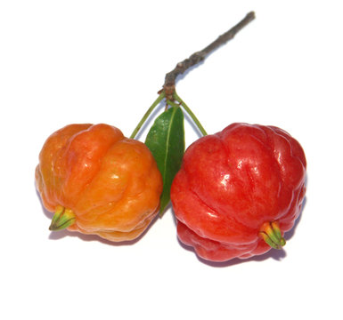 Rousaille Images – Browse 13 Stock Photos, Vectors, and Video | Adobe Stock