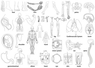 Anatomy photos, royalty-free images, graphics, vectors & videos | Adobe ...