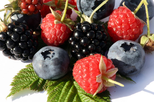 「Wildbeeren」の画像 - 599 件の Stock 写真、ベクターおよびビデオ | Adobe Stock