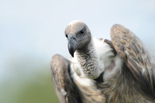 Aasgeier Bilder – Durchsuchen 7,029 Archivfotos, Vektorgrafiken und ...
