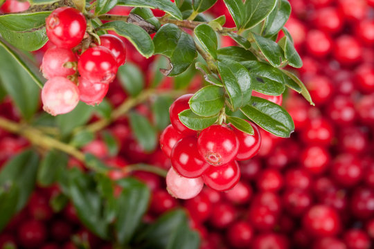 รูปภาพFoxberry – เลือกดูภาพถ่ายสต็อก เวกเตอร์ และวิดีโอ84,992 | Adobe Stock