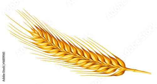 "Roggen" Stockfotos und lizenzfreie Bilder auf Fotolia.com - Bild 16819061