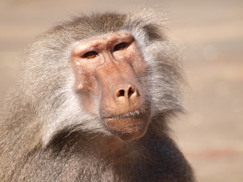 รูปภาพMenschenaffe – เลือกดูภาพถ่ายสต็อก เวกเตอร์ และวิดีโอ2,275 ...