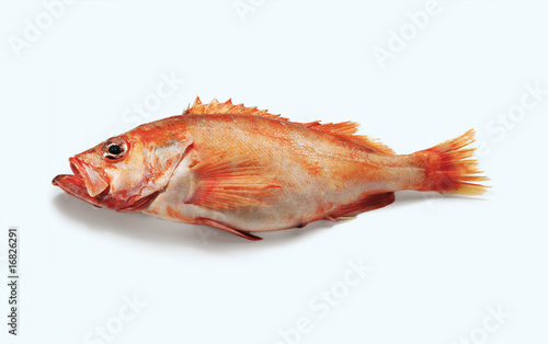 "Redfish, Rosefish, Ocean Perch (Rotbarsch)" Stock photo and royalty ...