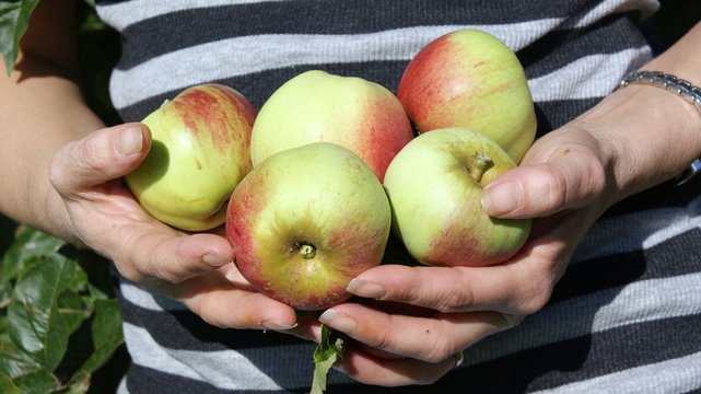 Scrumping Images – Browse 42 Stock Photos, Vectors, and Video | Adobe Stock