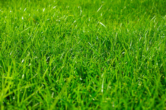 「Grass-Plot」の写真素材 | 1,506件の無料イラスト画像 | Adobe Stock