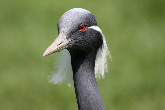 รูปภาพ"Kranich – เลือกดูภาพถ่ายสต็อก เวกเตอร์ และวิดีโอ7,707 | Adobe Stock