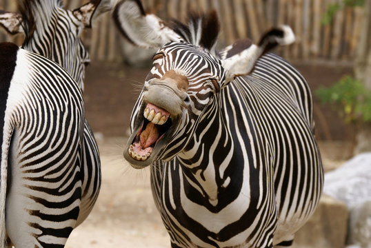 Rire Images – Browse 15,486 Stock Photos, Vectors, and Video | Adobe Stock