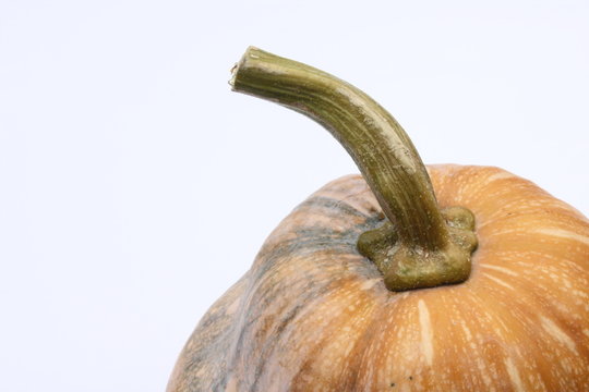 Pumpion Bilder – Durchsuchen 94 Archivfotos, Vektorgrafiken und Videos ...