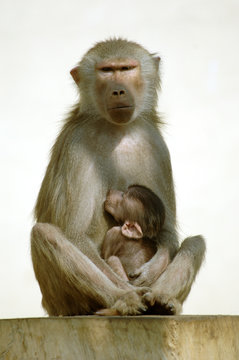 Malpa Bilder – Durchsuchen 1,155 Archivfotos, Vektorgrafiken und Videos ...