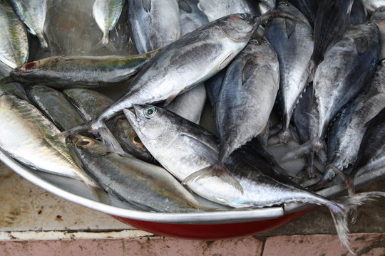 รูปภาพMeeresfisch – เลือกดูภาพถ่ายสต็อก เวกเตอร์ และวิดีโอ1,676 | Adobe ...