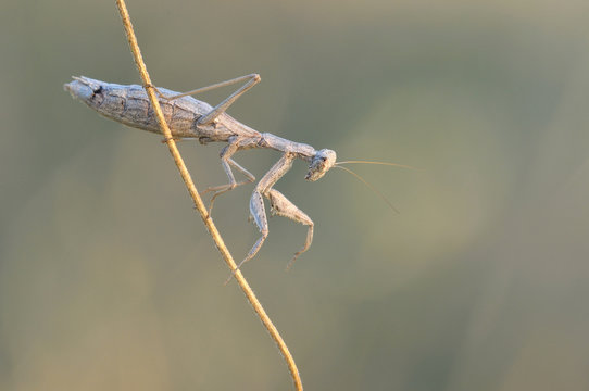 Aculei-Bilder: Stock-Fotos & -Videos. | Adobe Stock
