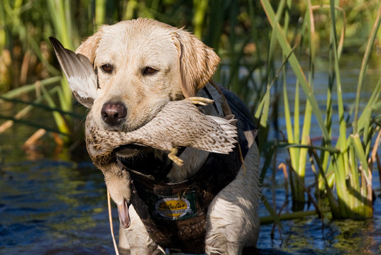 Yellow Lab Duck
