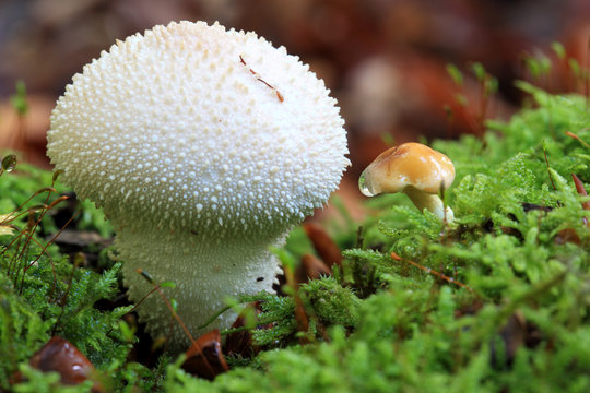 「Vesse」の写真素材 | 224件の無料イラスト画像 | Adobe Stock