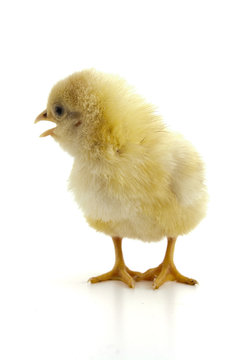 รูปภาพChicklet – เลือกดูภาพถ่ายสต็อก เวกเตอร์ และวิดีโอ253 | Adobe Stock