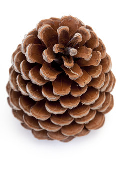 Pigne Bilder – Durchsuchen 3,785 Archivfotos, Vektorgrafiken und Videos ...