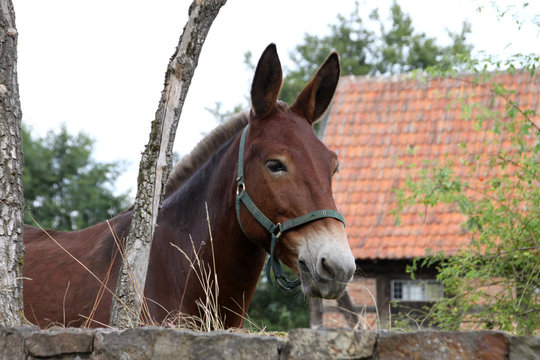 Muli Images – Browse 1,050 Stock Photos, Vectors, and Video | Adobe Stock