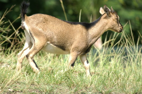 Cabrit Images – Browse 34 Stock Photos, Vectors, and Video | Adobe Stock