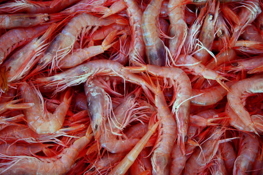 Krevette bilder – Bläddra bland 298 stockfoton, vektorer och videor ...