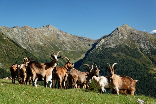 "Ziegen - Images et vidéos libres de droits | Adobe Stock