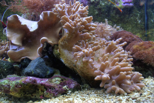 รูปภาพCoraux – เลือกดูภาพถ่ายสต็อก เวกเตอร์ และวิดีโอ1,985 | Adobe Stock