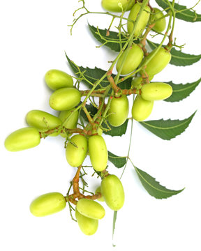 Margosier Images – Browse 50 Stock Photos, Vectors, and Video | Adobe Stock