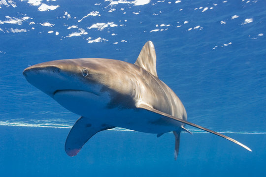 Longimanus Images – Browse 631 Stock Photos, Vectors, and Video | Adobe ...