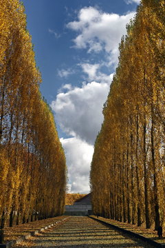 「Pappelallee」の写真素材 | 213件の無料イラスト画像 | Adobe Stock