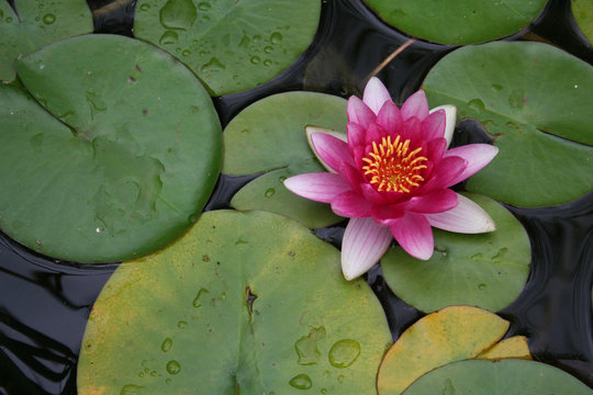 รูปภาพ"Lilly Pad" – เลือกดูภาพถ่ายสต็อก เวกเตอร์ และวิดีโอ26,924 | Adobe Stock
