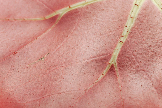 「Macrographie」の写真素材 | 184件の無料イラスト画像 | Adobe Stock