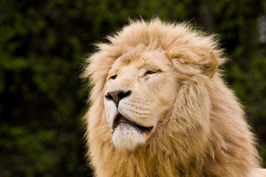 Imágenes de Leone: descubre bancos de fotos, ilustraciones, vectores y ...