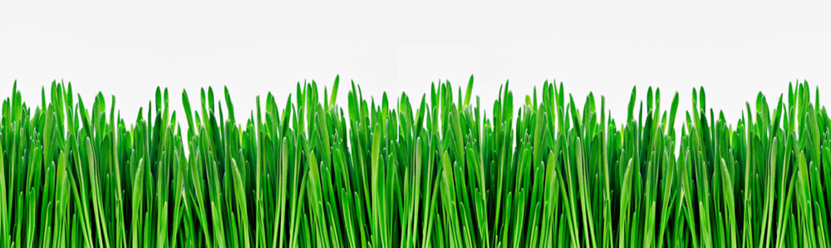 「Grasnarbe」の写真素材 | 454件の無料イラスト画像 | Adobe Stock