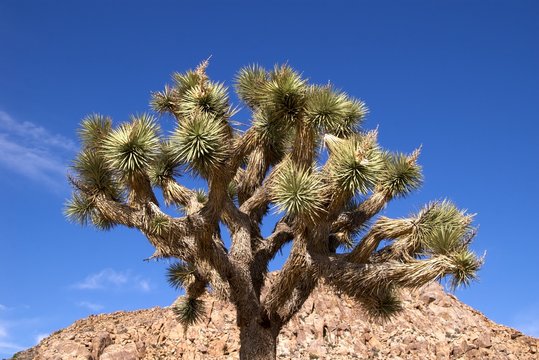 รูปภาพJoshua – เลือกดูภาพถ่ายสต็อก เวกเตอร์ และวิดีโอ34,230 | Adobe Stock