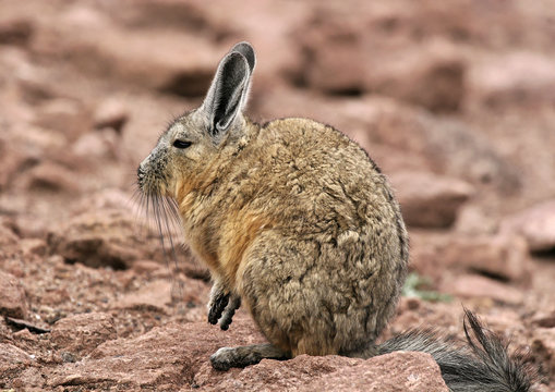 รูปภาพViscache – เลือกดูภาพถ่ายสต็อก เวกเตอร์ และวิดีโอ16 | Adobe Stock