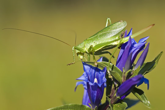 「Wiesenbewohner」の写真素材 | 61件の無料イラスト画像 | Adobe Stock