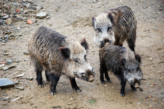 Jabalies Images – Browse 37 Stock Photos, Vectors, and Video | Adobe Stock