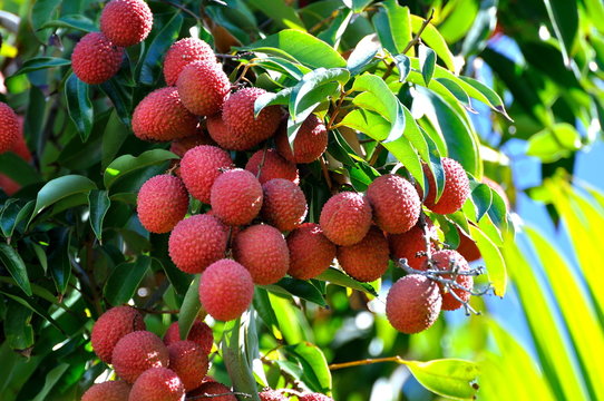 「Letchis」の画像 - 487 件の Stock 写真、ベクターおよびビデオ | Adobe Stock