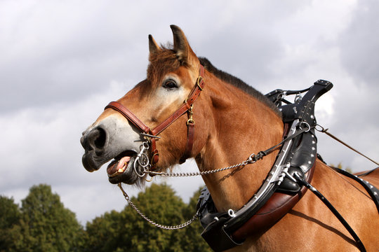 「Ardenner」の写真素材 | 83件の無料イラスト画像 | Adobe Stock