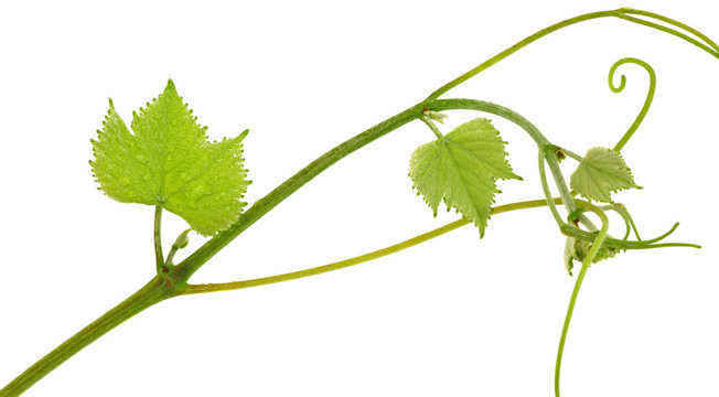 Foliole bilder – Bläddra bland 1,160 stockfoton, vektorer och videor ...