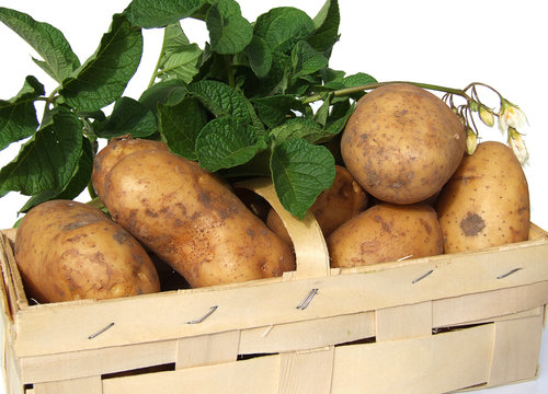 Kartoffelkraut bilder – Bläddra bland 126 stockfoton, vektorer och ...