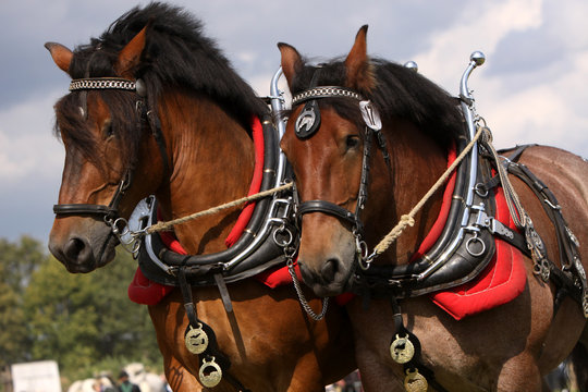 「Zugpferd」の写真素材 | 887件の無料イラスト画像 | Adobe Stock