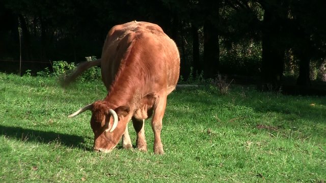 Brouter Images – Browse 3,897 Stock Photos, Vectors, and Video | Adobe ...